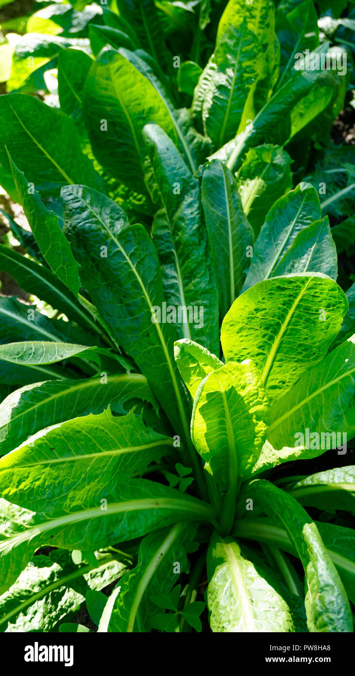 Chicory plant hi-res stock photography and images - Alamy