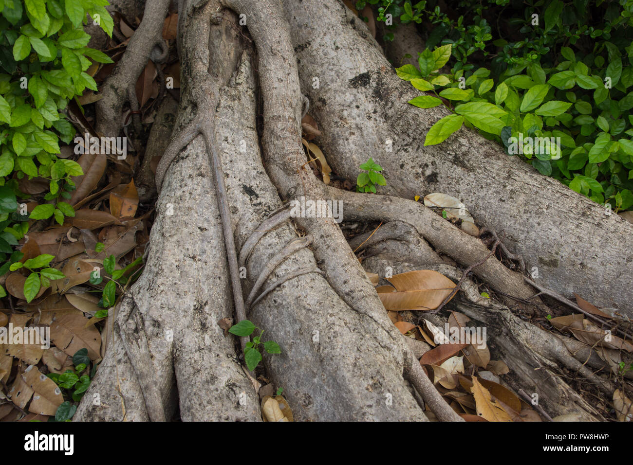 Big tree root at Bang Pa-In Palace in Ayutthaya, Thailand Stock Photo ...