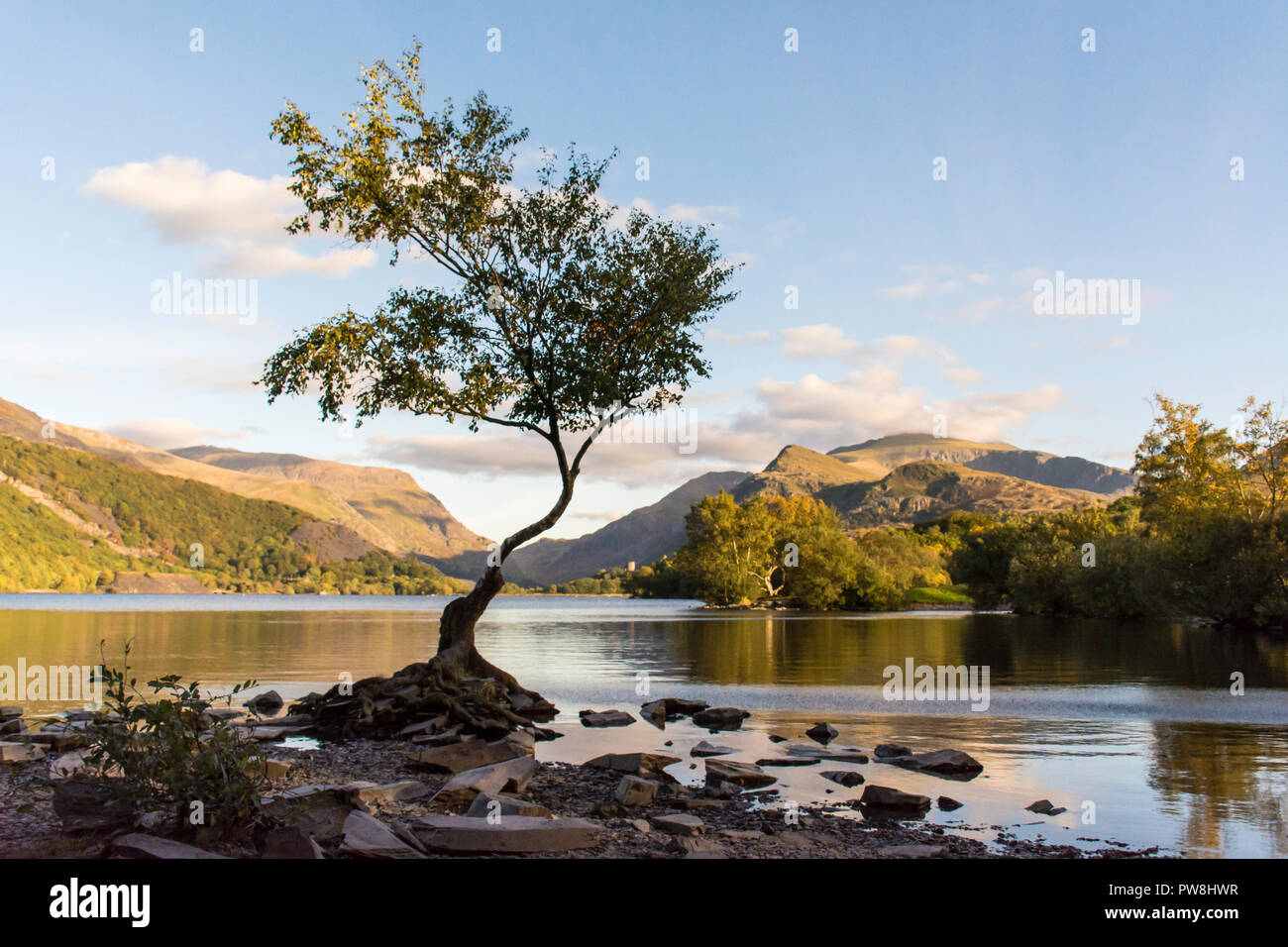 Snowdonia tree hi-res stock photography and images - Alamy