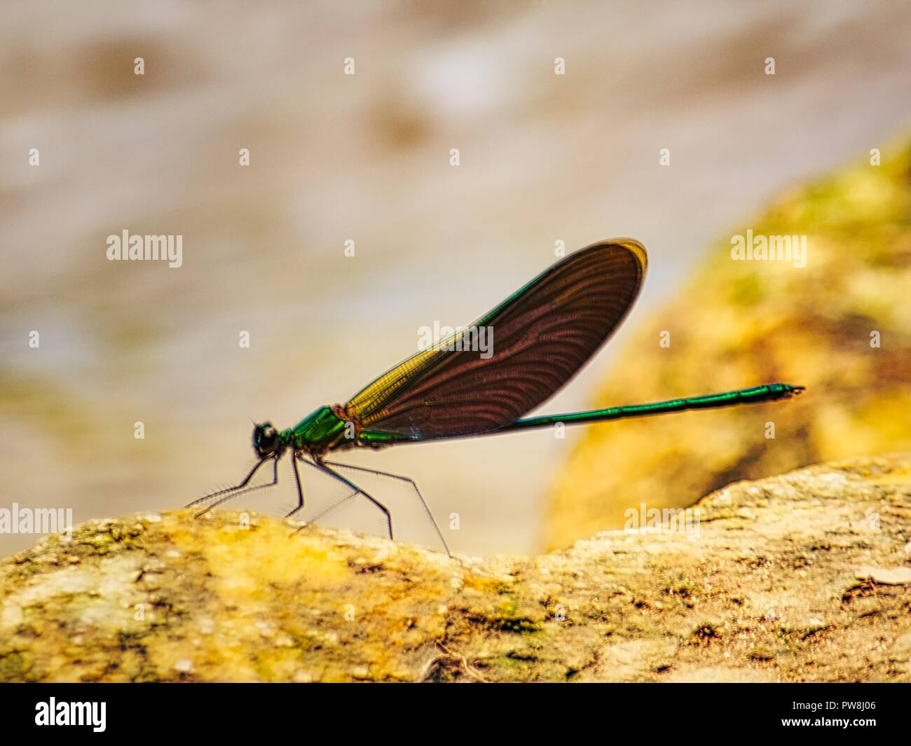 Indian dragonfly hi-res stock photography and images - Alamy