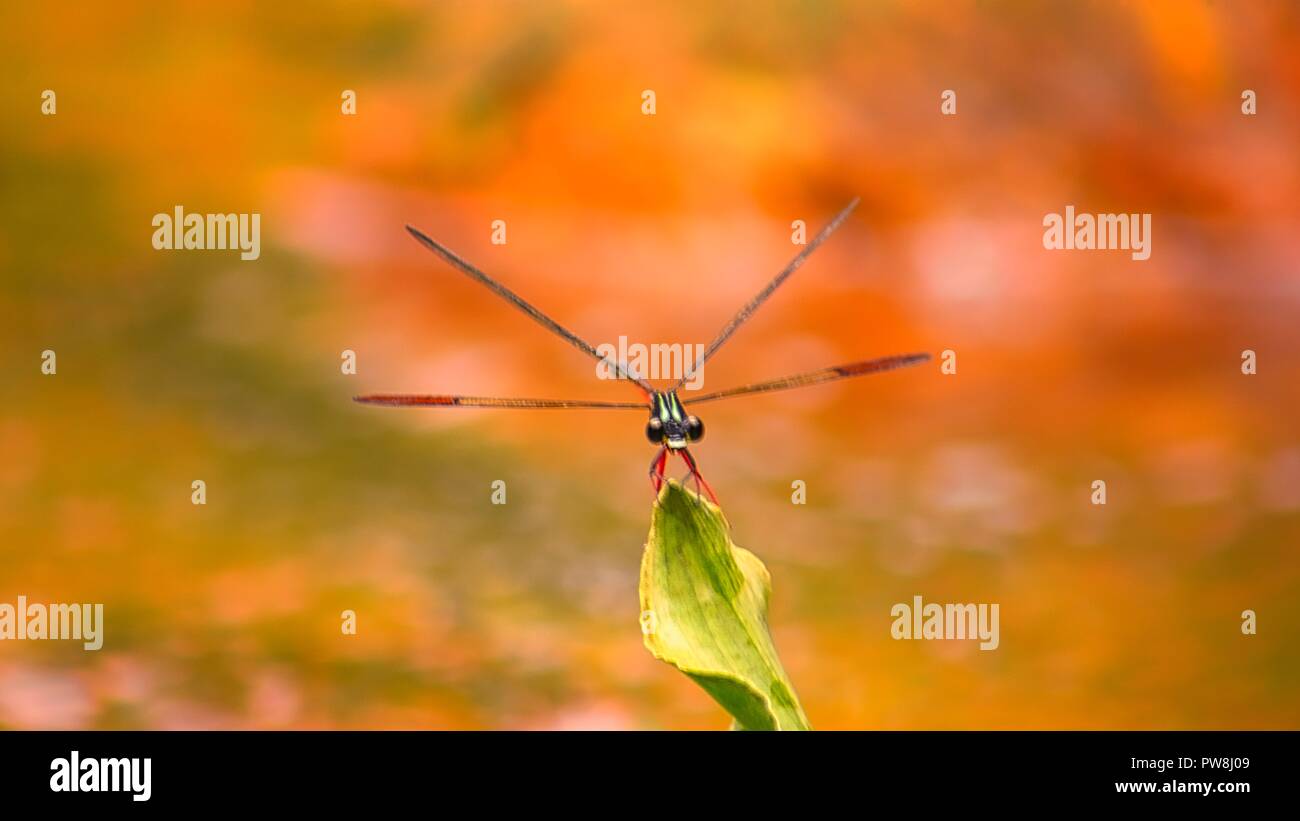 Indian dragonfly hi-res stock photography and images - Alamy