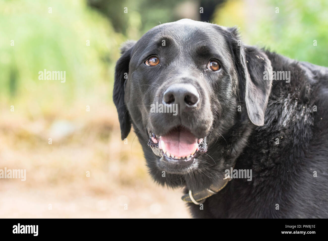 Black lab panting hi-res stock photography and images - Alamy