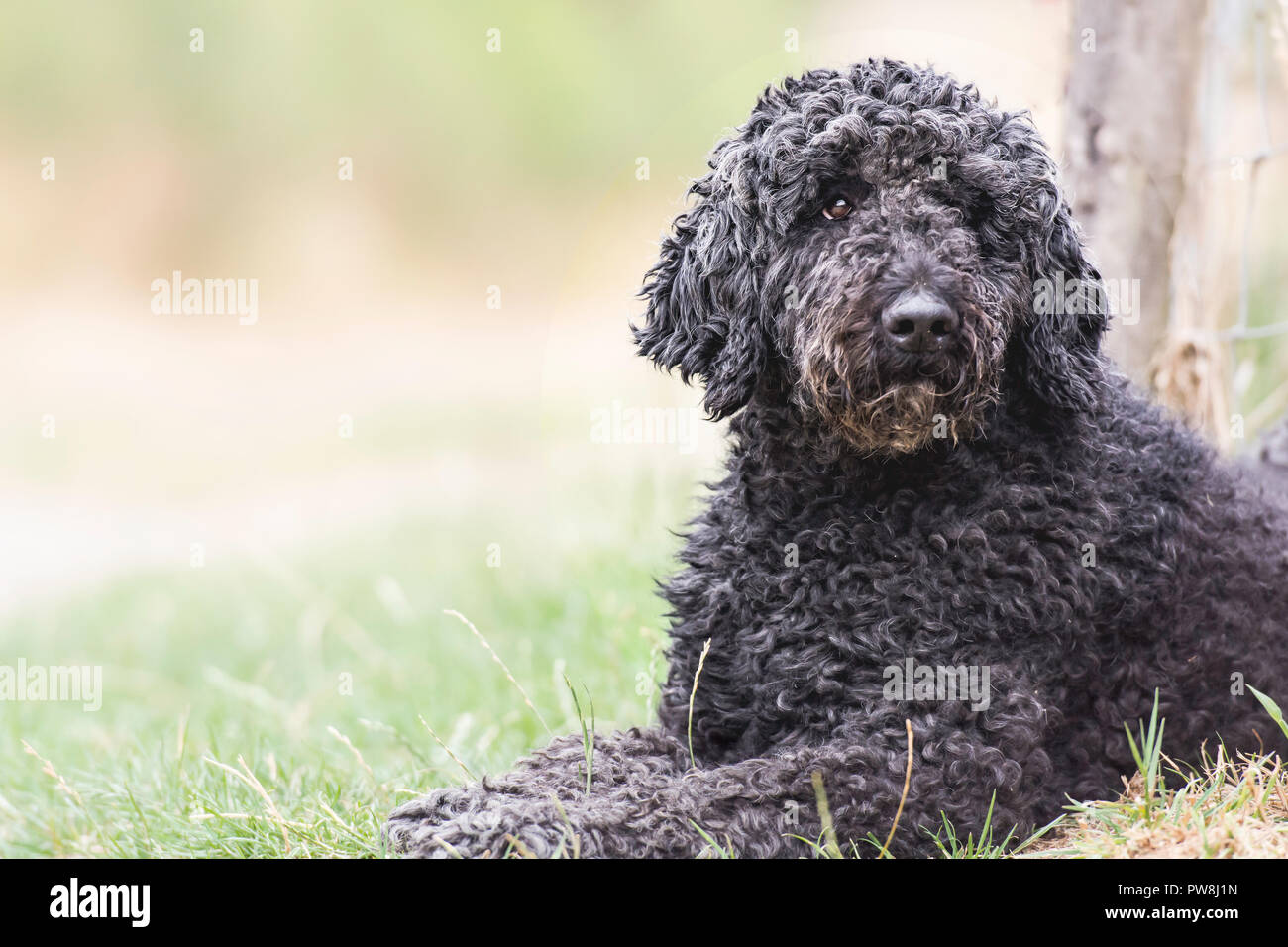 Curly poodle hair hi-res stock photography and images - Alamy