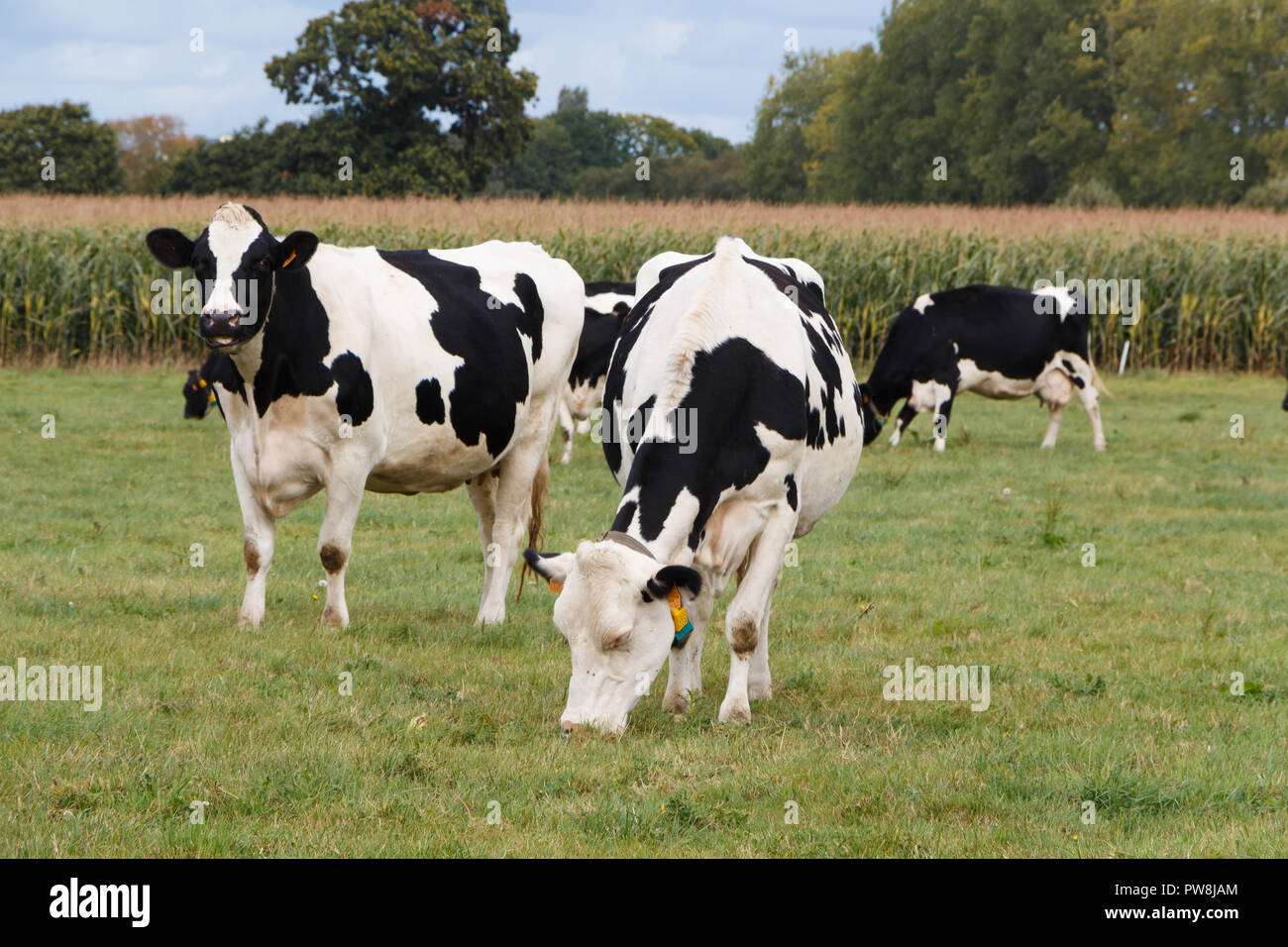 Black and white Holstein cows grazing in a field in Brittany Stock ...