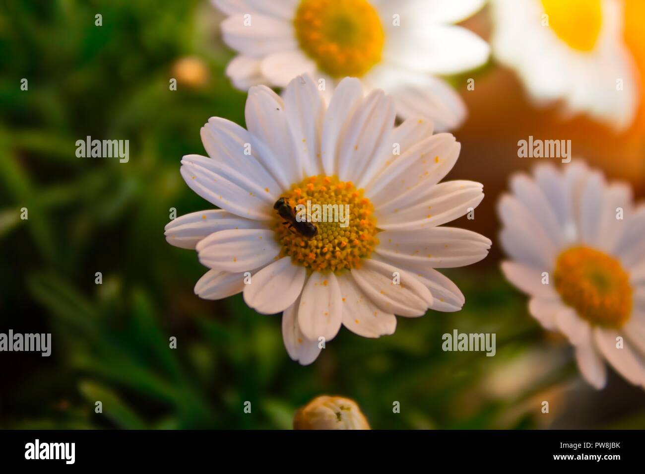 Baby Honey Bee High Resolution Stock Photography and Images - Alamy