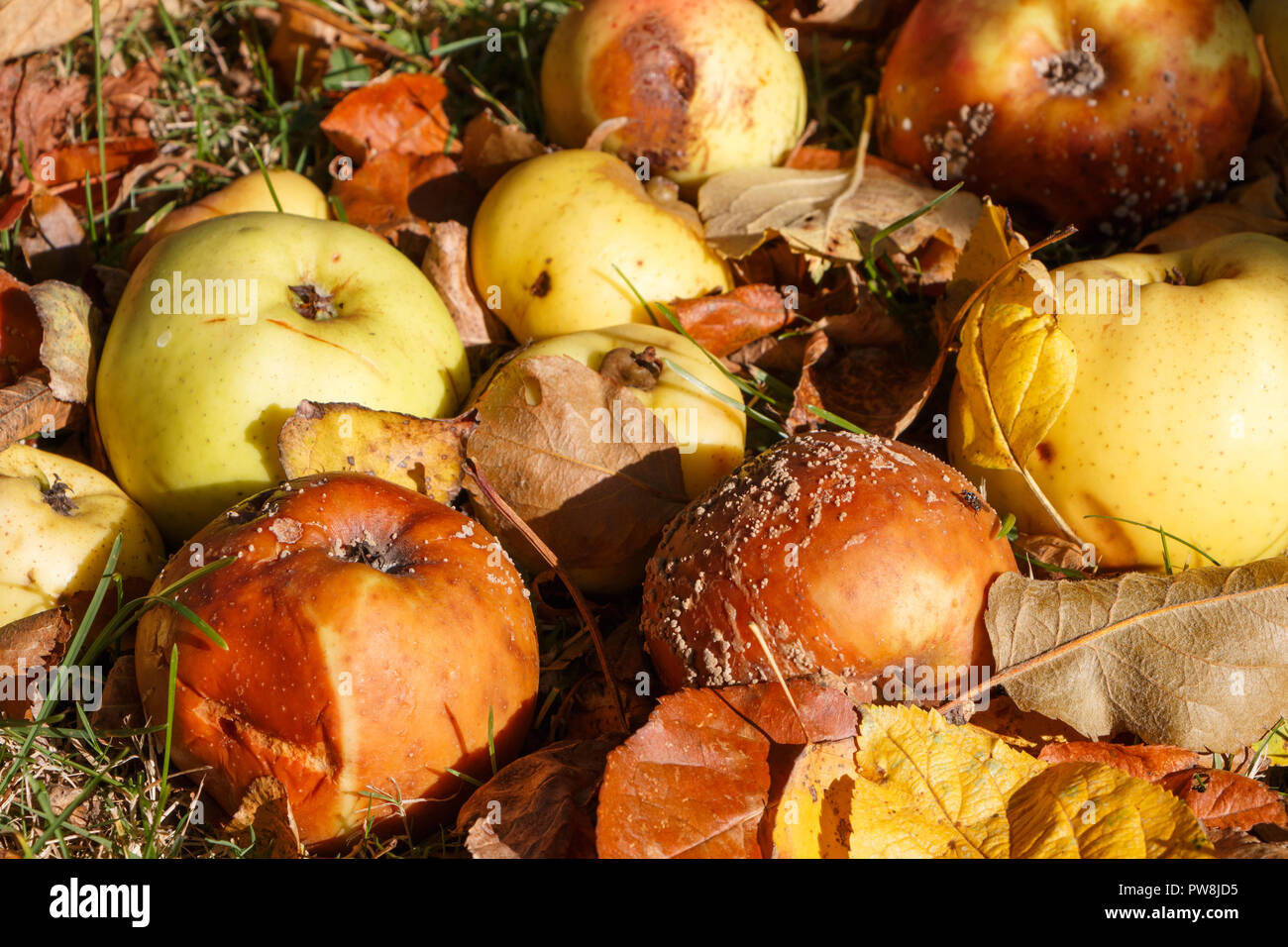 Rotten leaves hi-res stock photography and images - Alamy