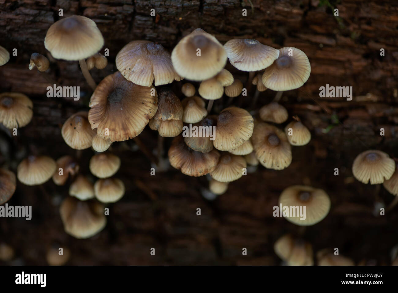 Mycena, poisonous fungi, small saprotrophic mushrooms on dead tree in ...
