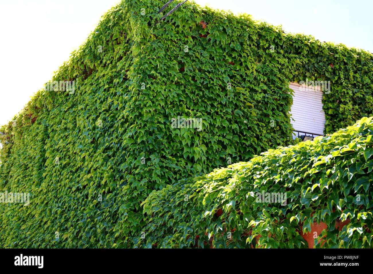 House surrounded of leaves Stock Photo - Alamy