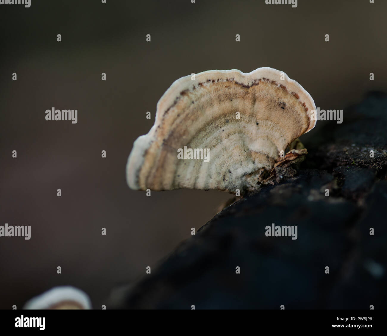Fungi on dead tree Trametes versicolor, often called the turkey tail ...
