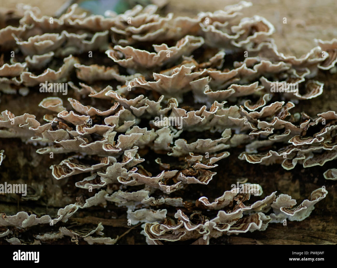 Fungi on dead tree Trametes versicolor, often called the turkey tail ...