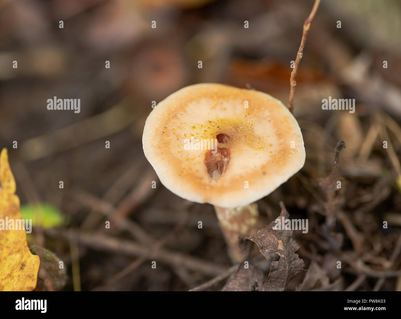Bright color fungi on dead tree in forest preserve Stock Photo - Alamy