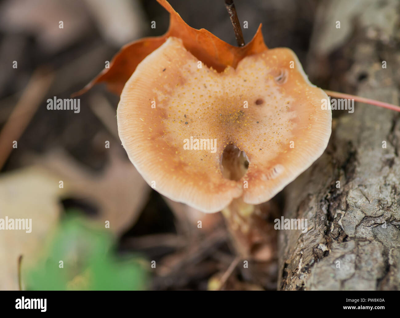Bright color fungi on dead tree in forest preserve Stock Photo - Alamy