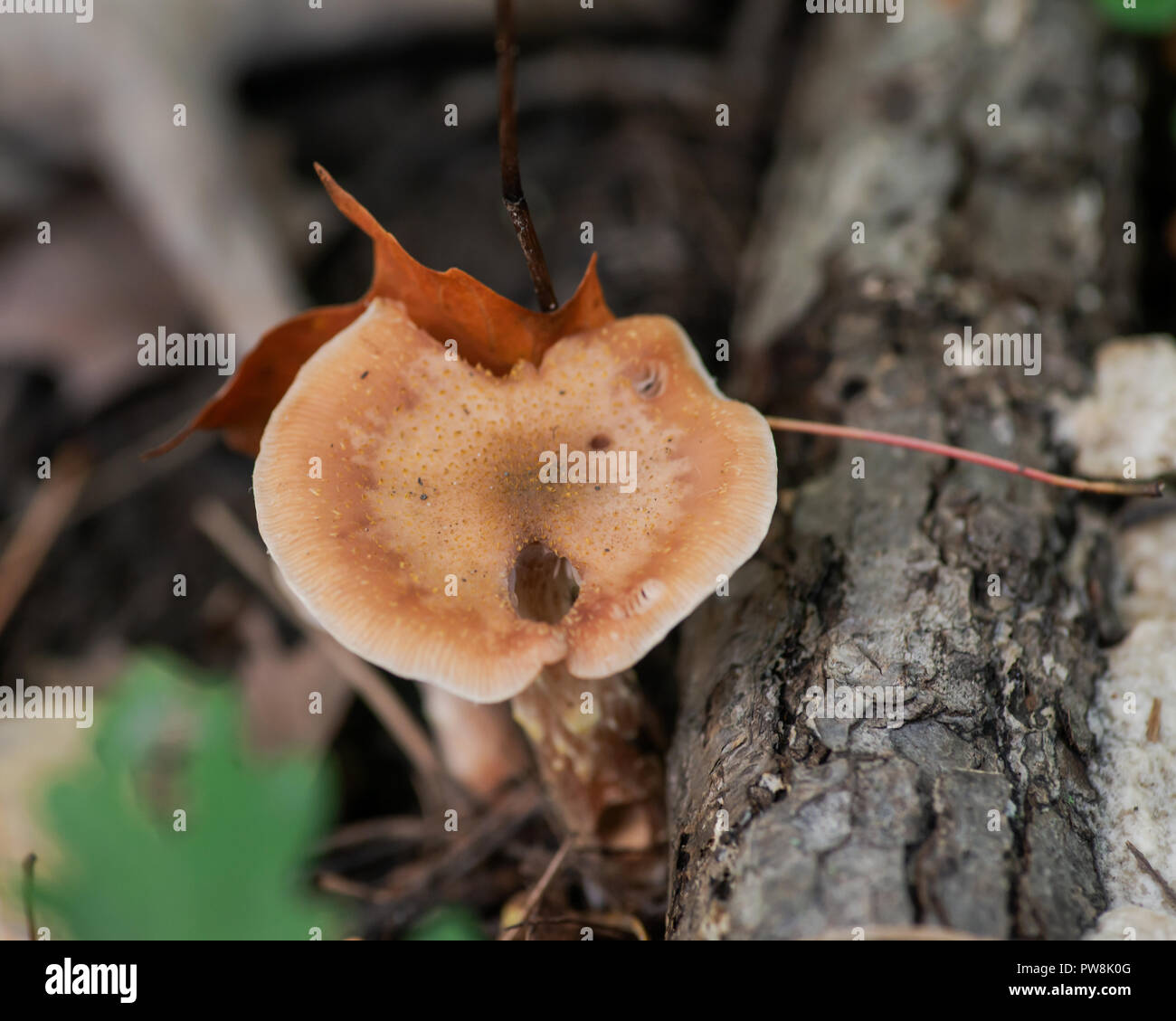 Bright color fungi on dead tree in forest preserve Stock Photo - Alamy