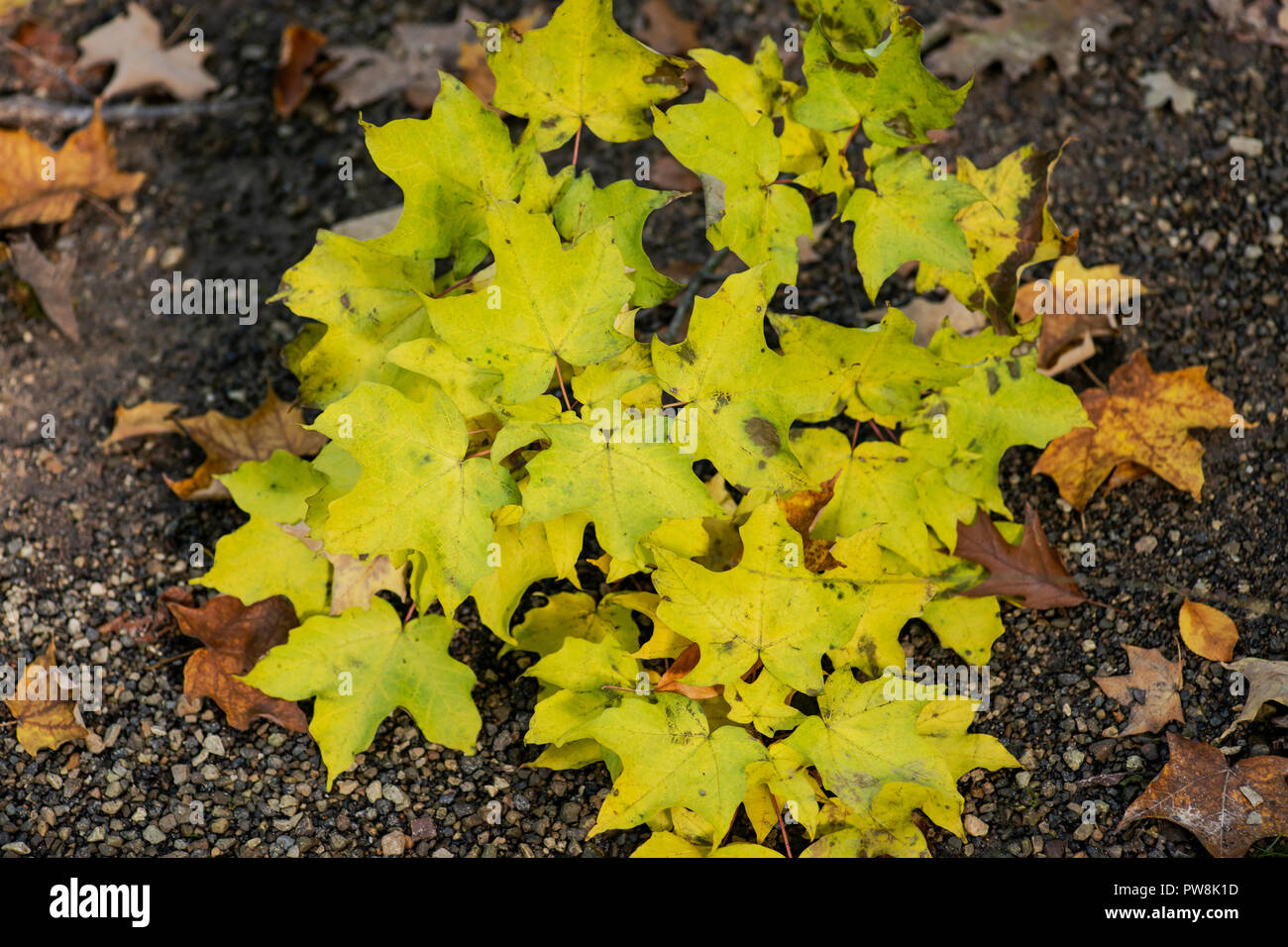Leaves of the sycamore maple (Acer pseudoplatanus) in forest preserve ...