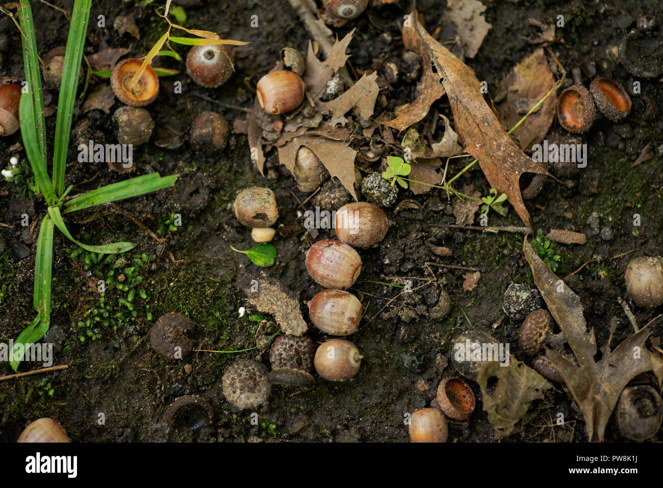 Fallen acorns under oak tree in forest preserve Stock Photo - Alamy