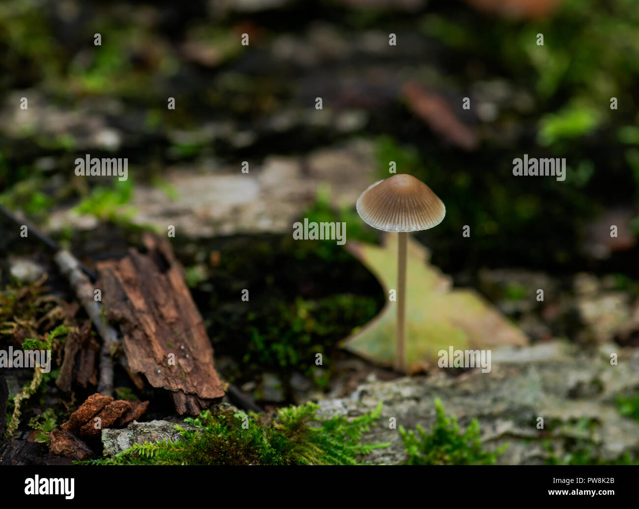 Saprotrophic nutrition hi-res stock photography and images - Alamy