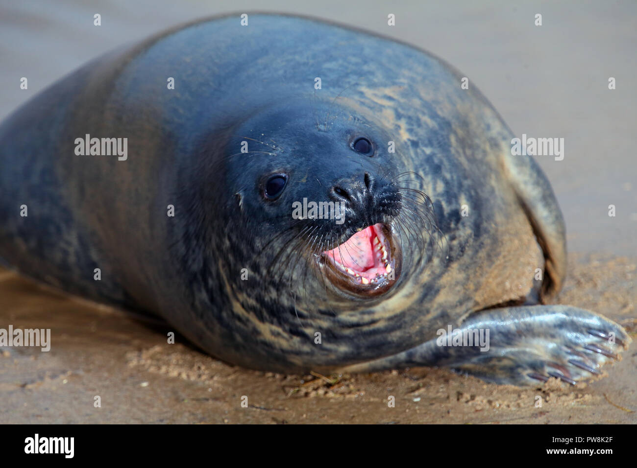 A Grey Seal that appears to have a happy face Stock Photo - Alamy