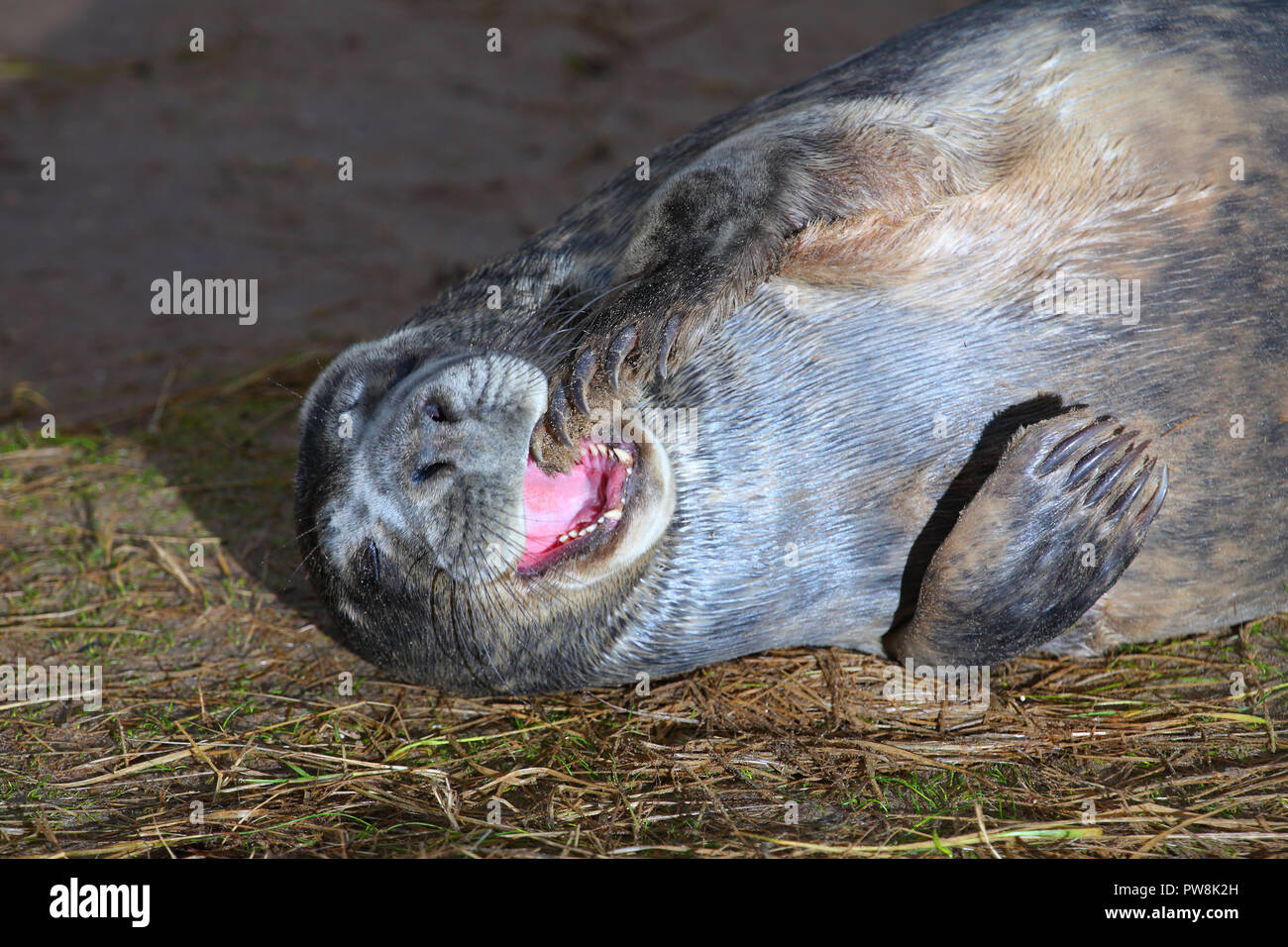 Donna nook seals hi-res stock photography and images - Alamy