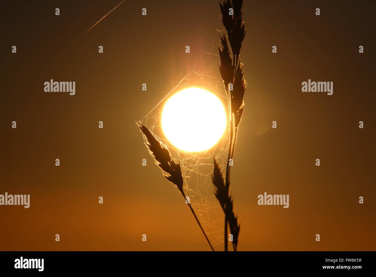 Suntrap hi-res stock photography and images - Alamy