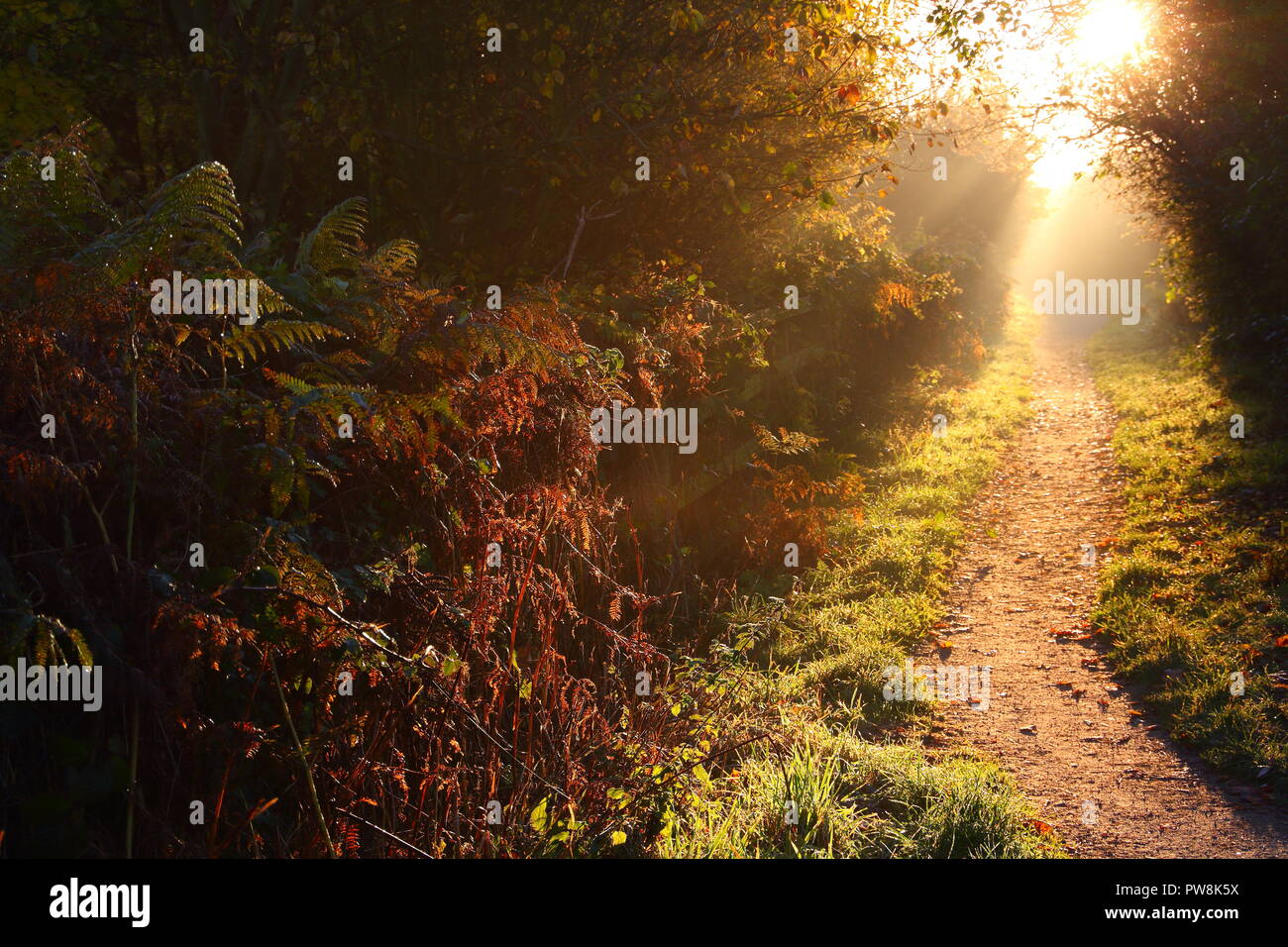 Sun lit footpath hi-res stock photography and images - Alamy