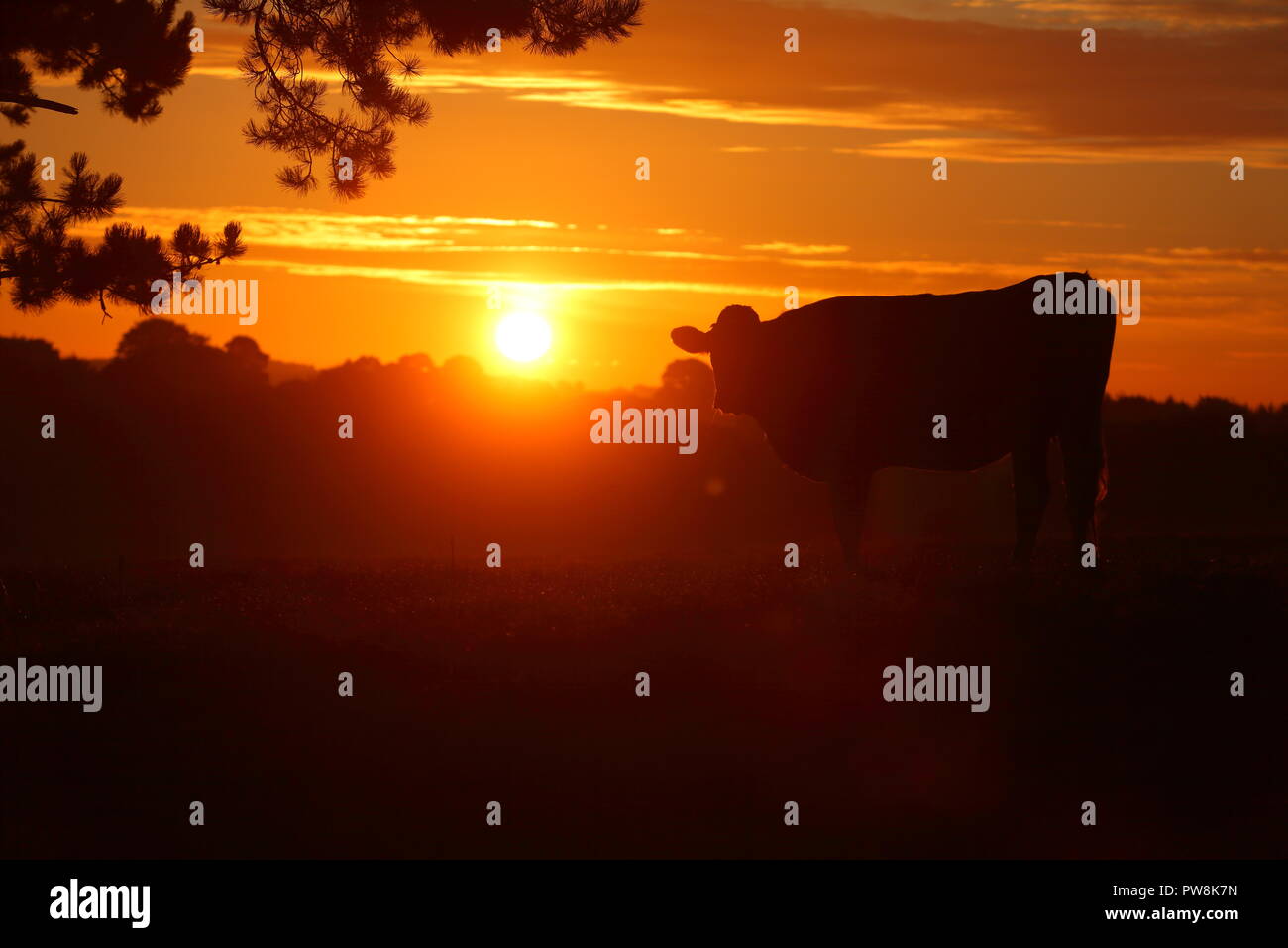 Livestock Silhouette High Resolution Stock Photography and Images - Alamy