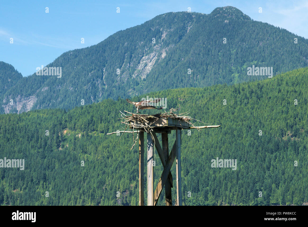Hawks nesting on Stave Lake, Mission, British Columbia, Canada Stock ...