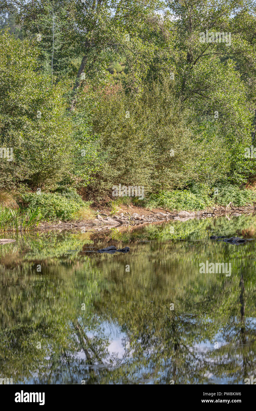 Theme river, trees on river in mountain, margins with rocks and ...