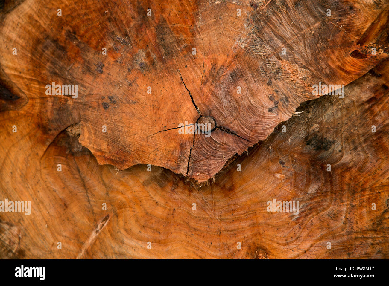 Cutted tree hi-res stock photography and images - Alamy