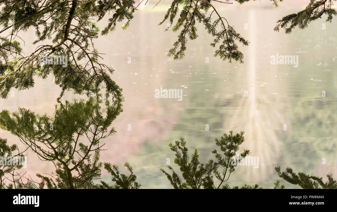 Pine tree branches touching to the waters surface Stock Photo - Alamy