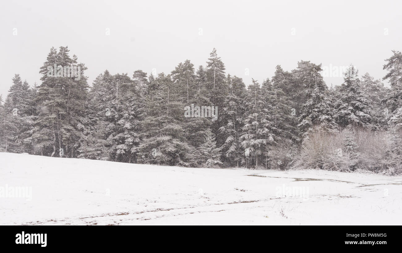 Pine trees with snow and acvtually snowing in winter Stock Photo - Alamy