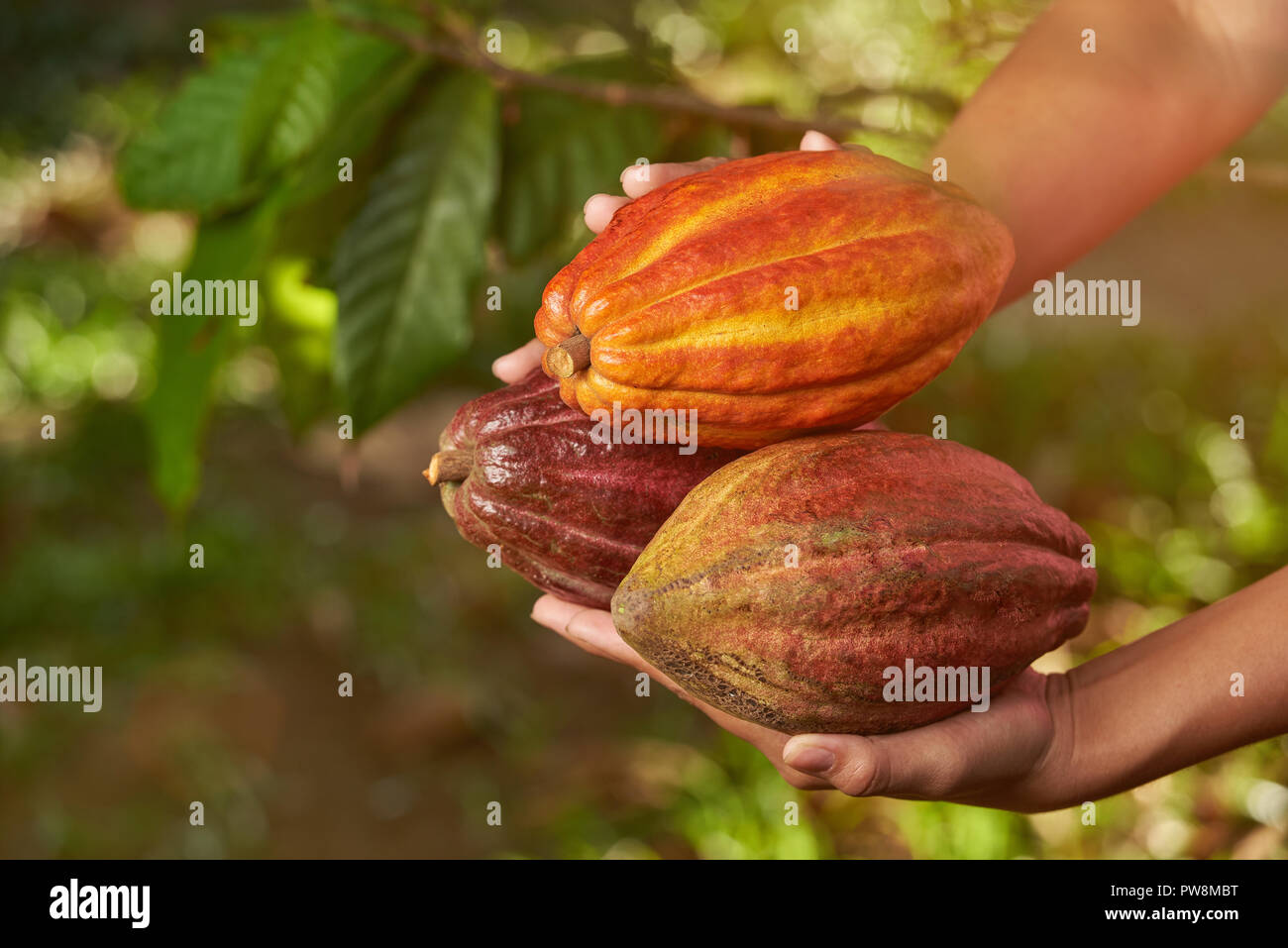 Group of raw cacao pods on blurred plantation background Stock Photo ...