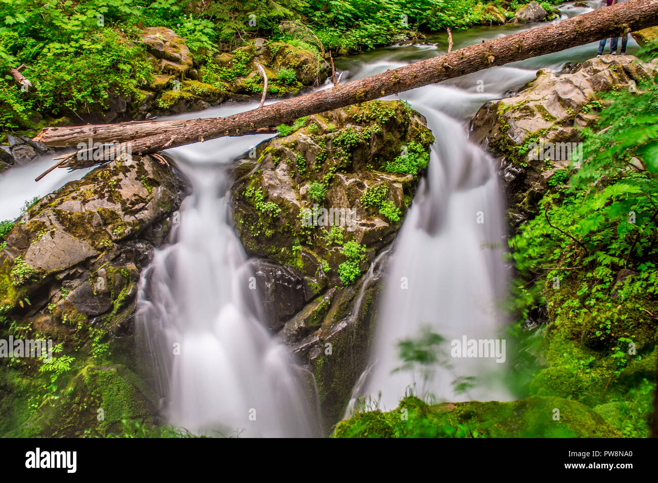 Fallen tree over Sol Duc Falls in Olympic National Park, Washington ...