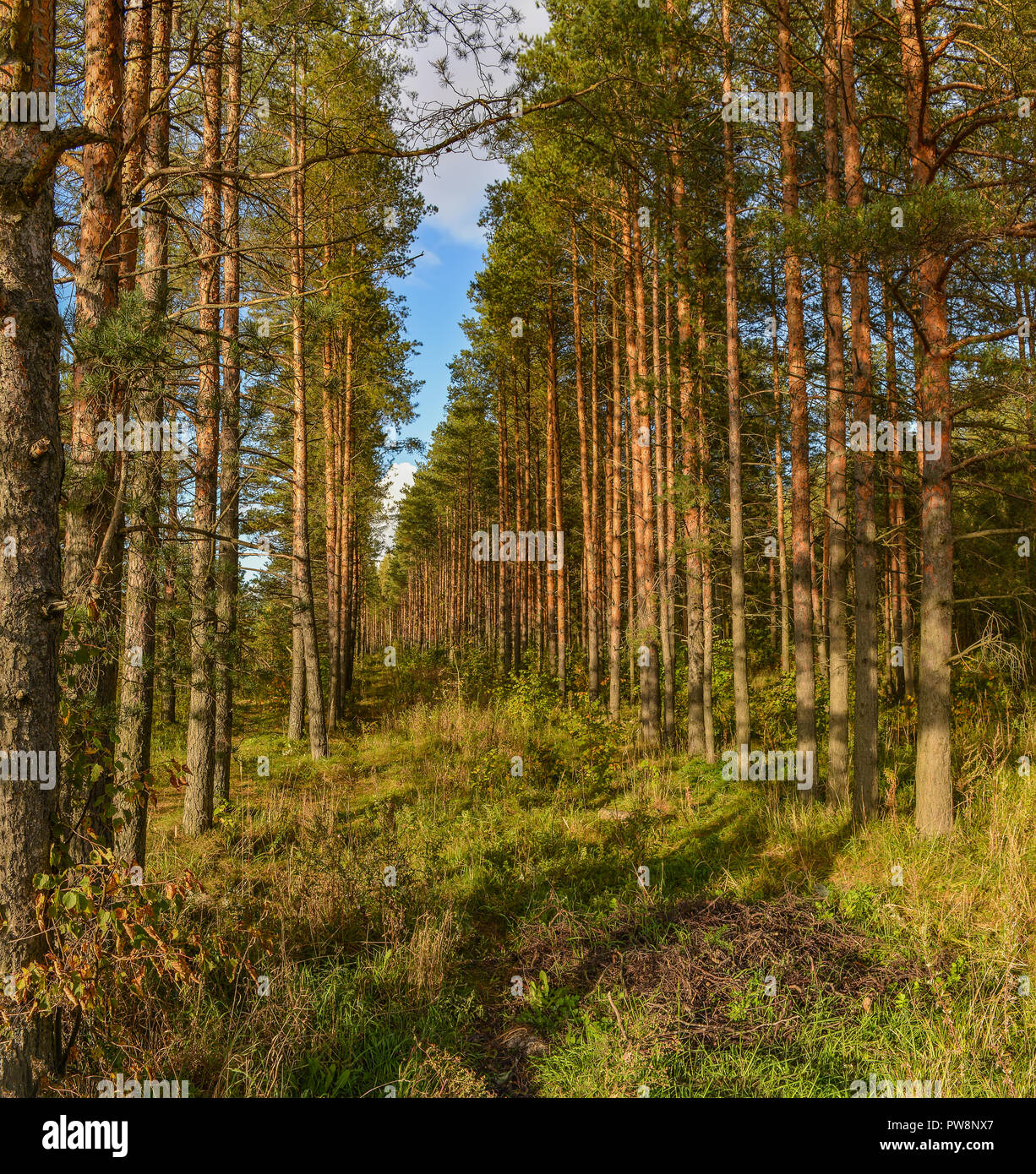 Kirovsky District High Resolution Stock Photography and Images - Alamy