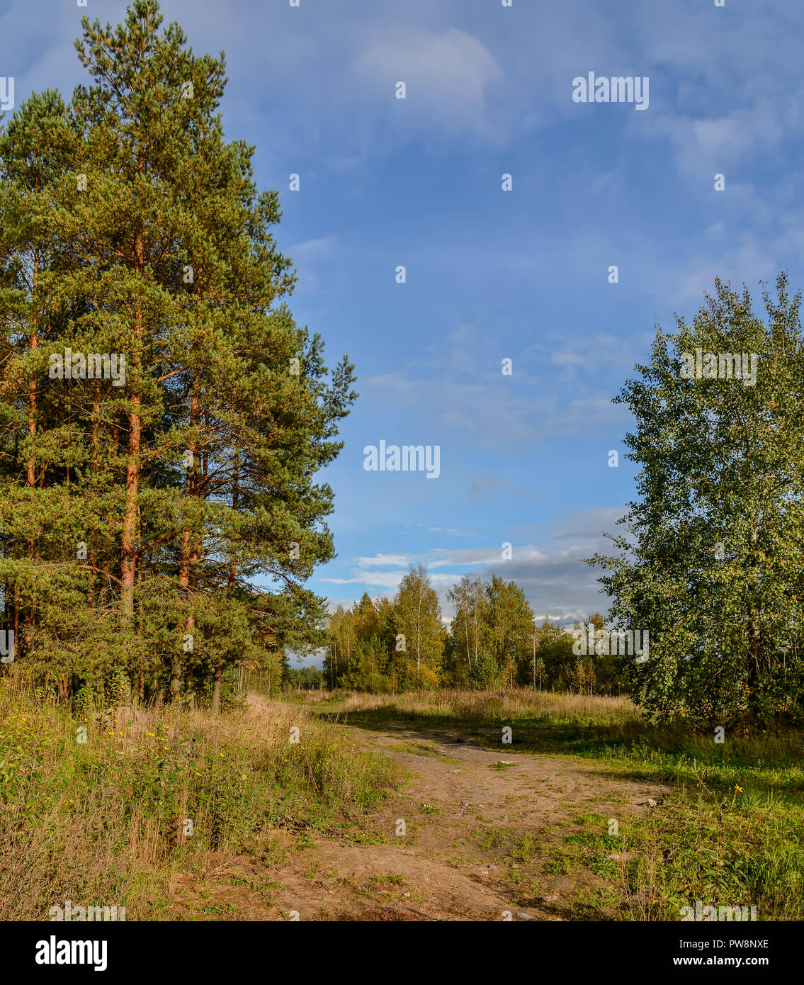 Pine forest in the evening sun. Russia, Leningrad region, Kirovsky ...