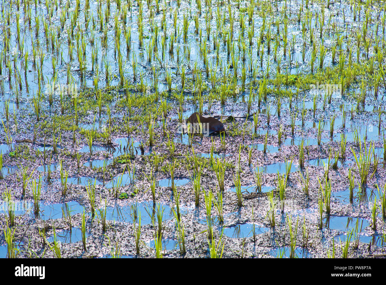 rice paddy with water reflecting blue sky and small rice plants Stock ...
