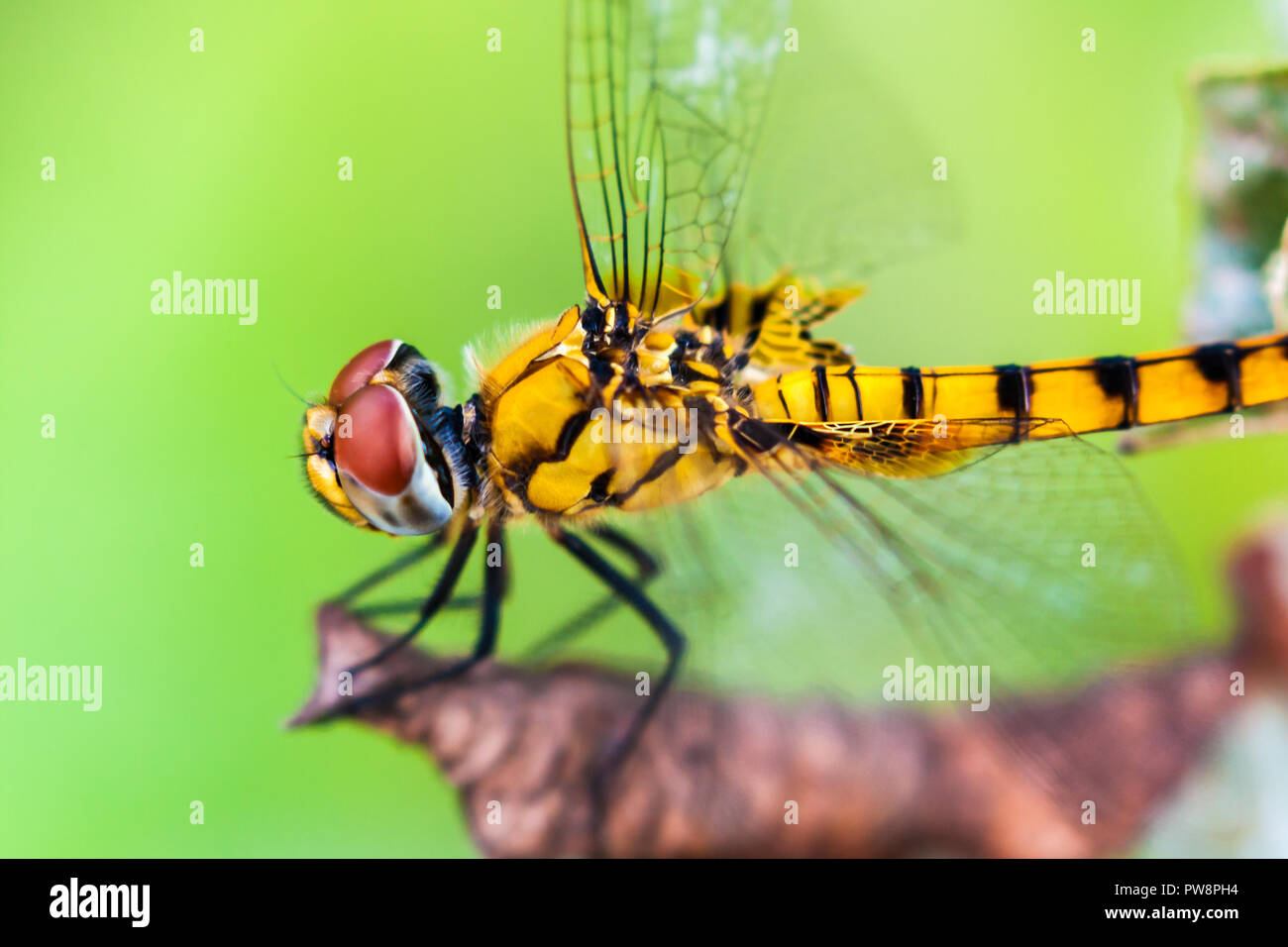 Dragonfly In Kerala High Resolution Stock Photography and Images - Alamy