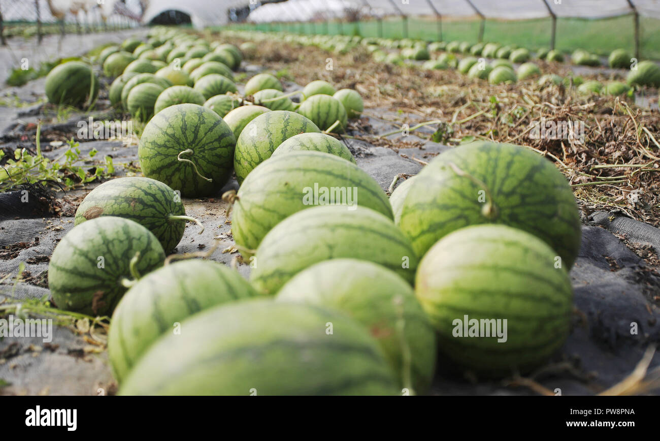 Grown in hot climates hi-res stock photography and images - Alamy