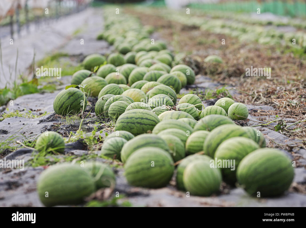 Grown in hot climates hi-res stock photography and images - Alamy