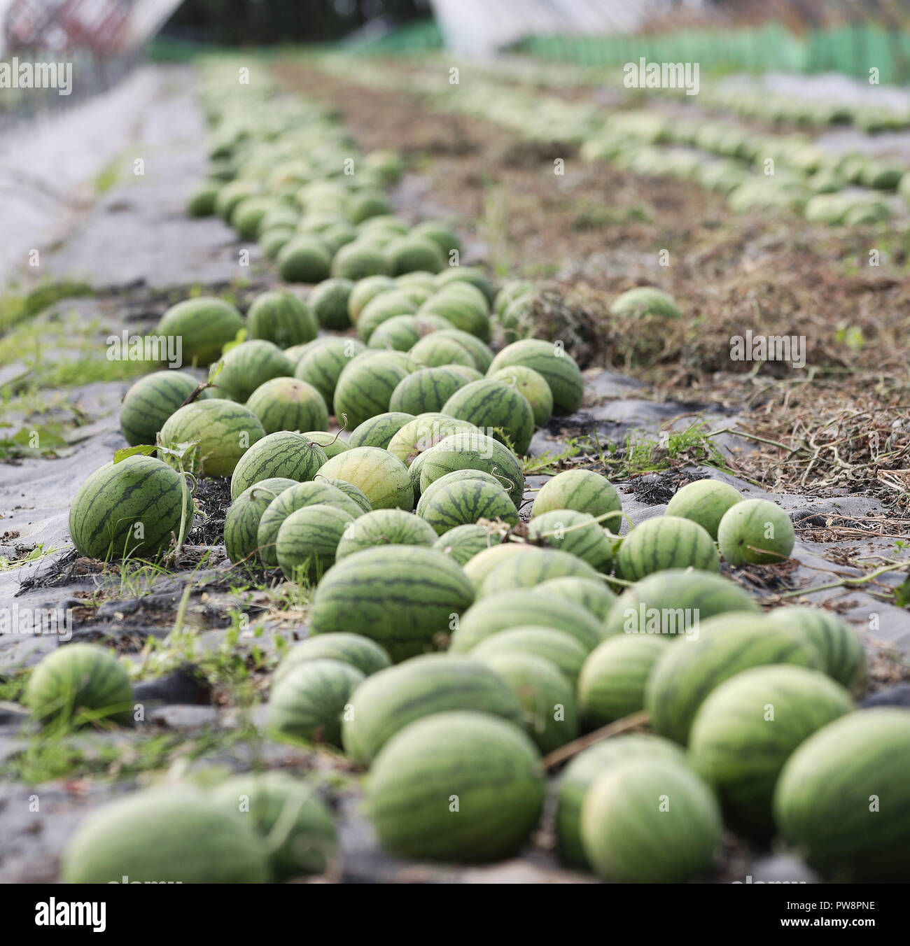 Grown in hot climates hi-res stock photography and images - Alamy