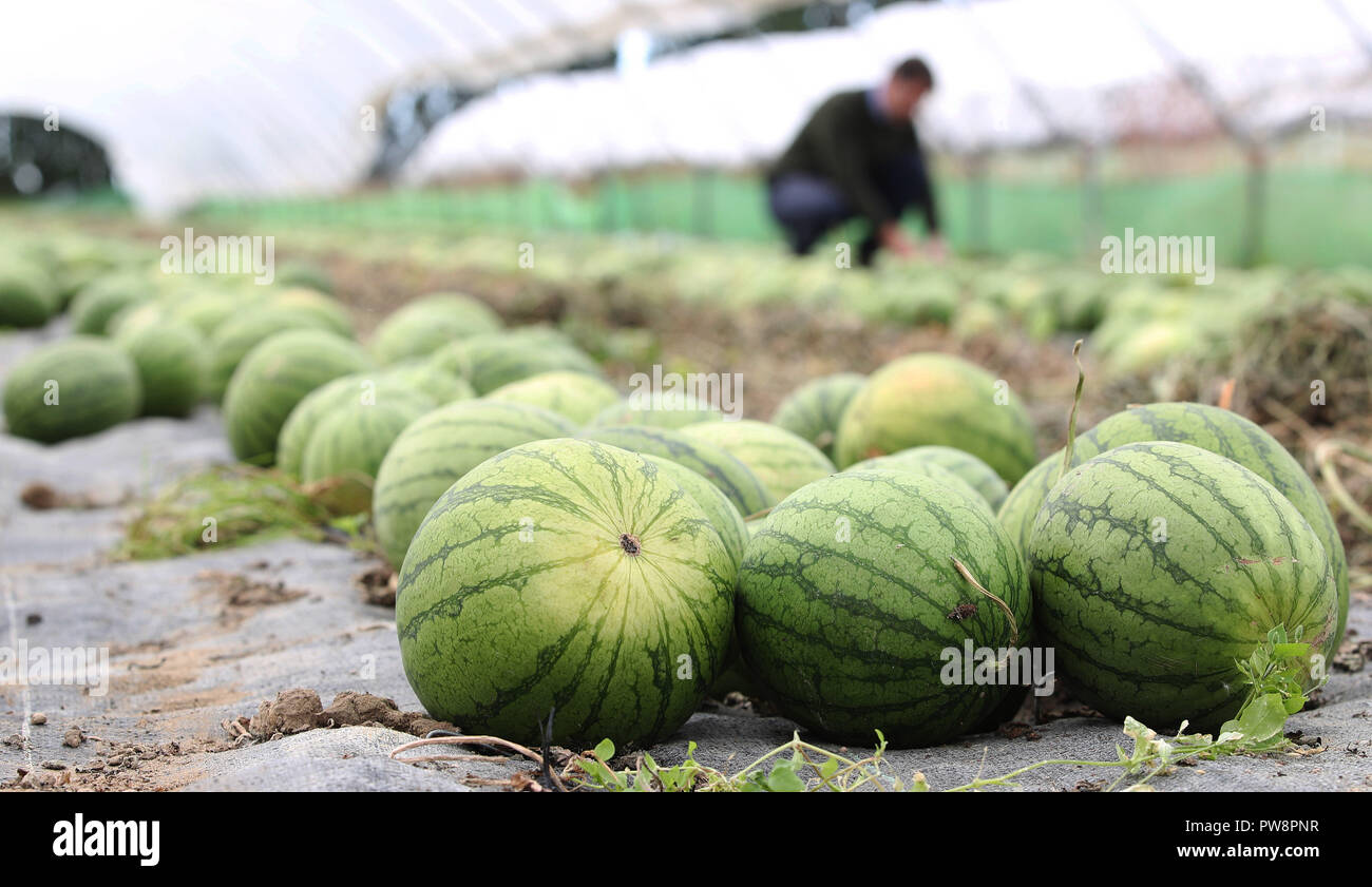Grown in hot climates hi-res stock photography and images - Alamy