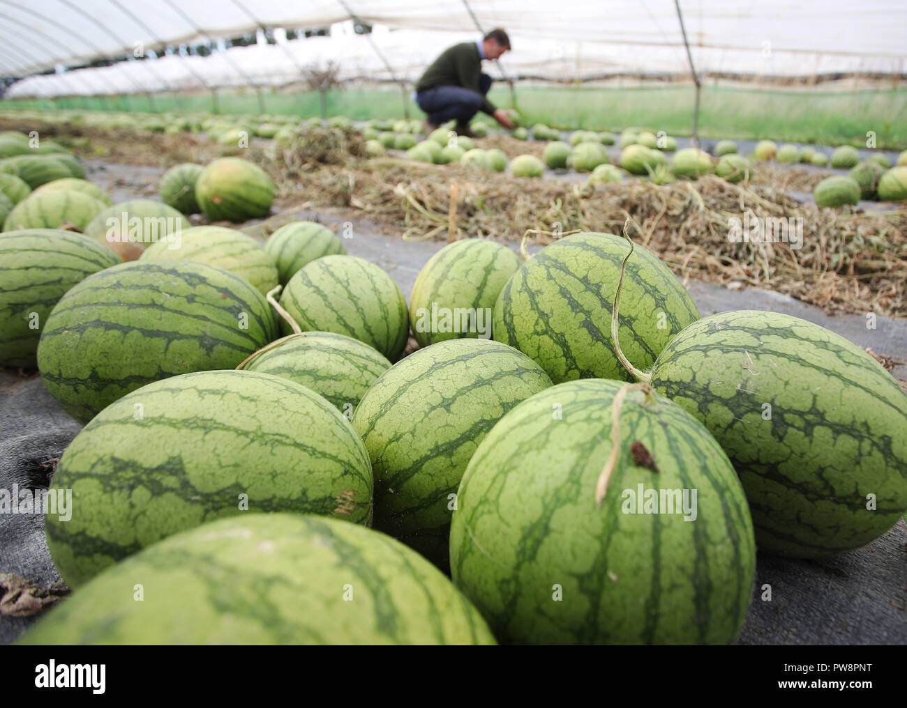 Grown in hot climates hi-res stock photography and images - Alamy