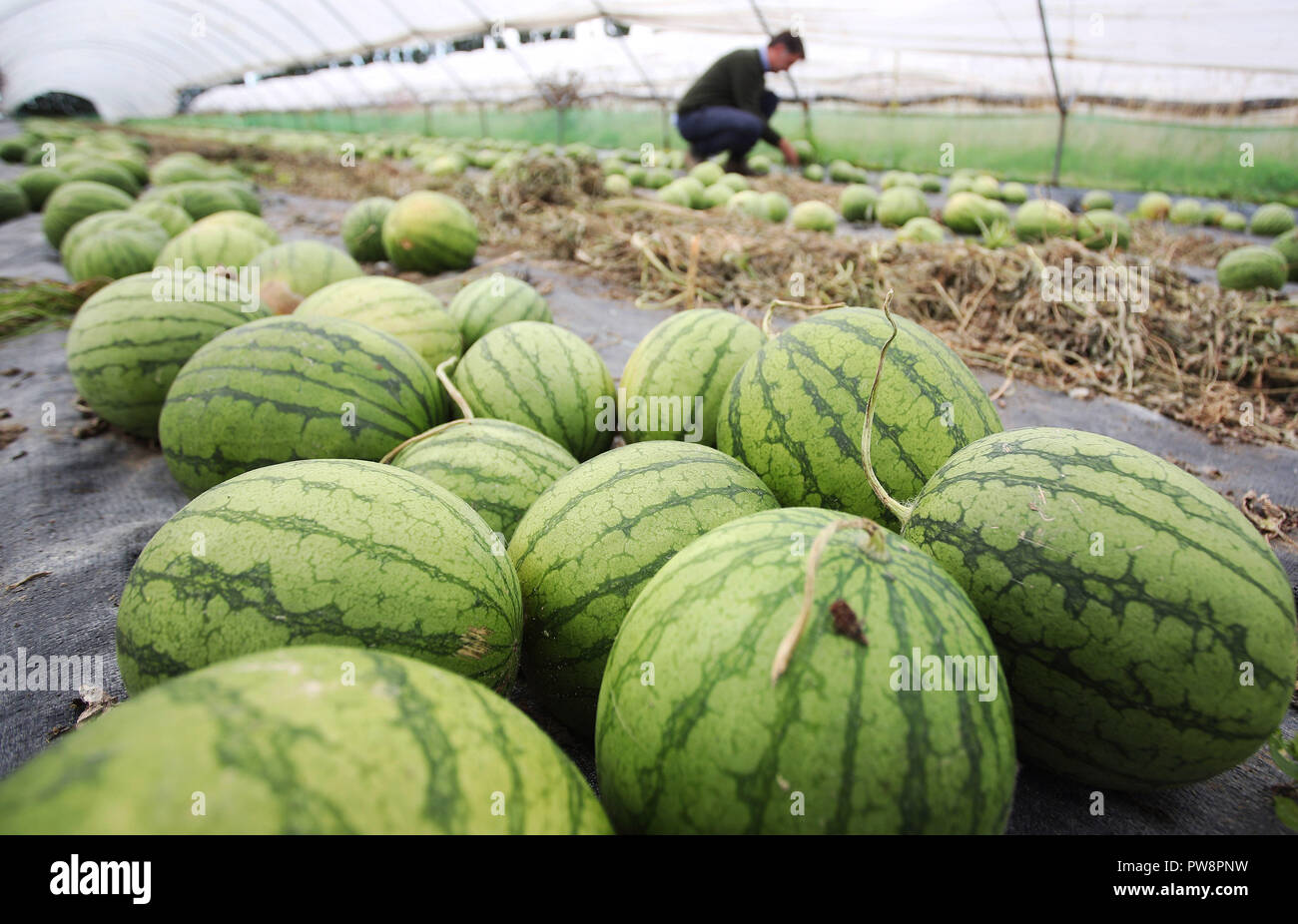 Thanks to the heatwave and tropical-like conditions of the UK’s summer ...