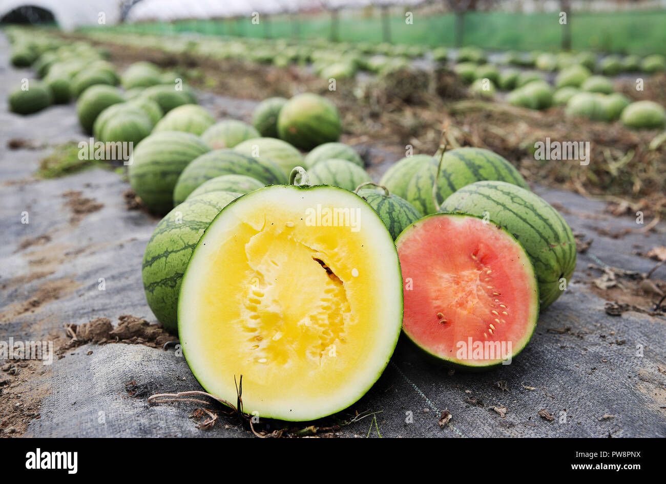 Grown in hot climates hi-res stock photography and images - Alamy