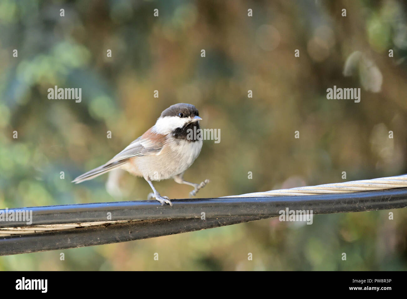 Black capped chickadee bird hi-res stock photography and images - Alamy