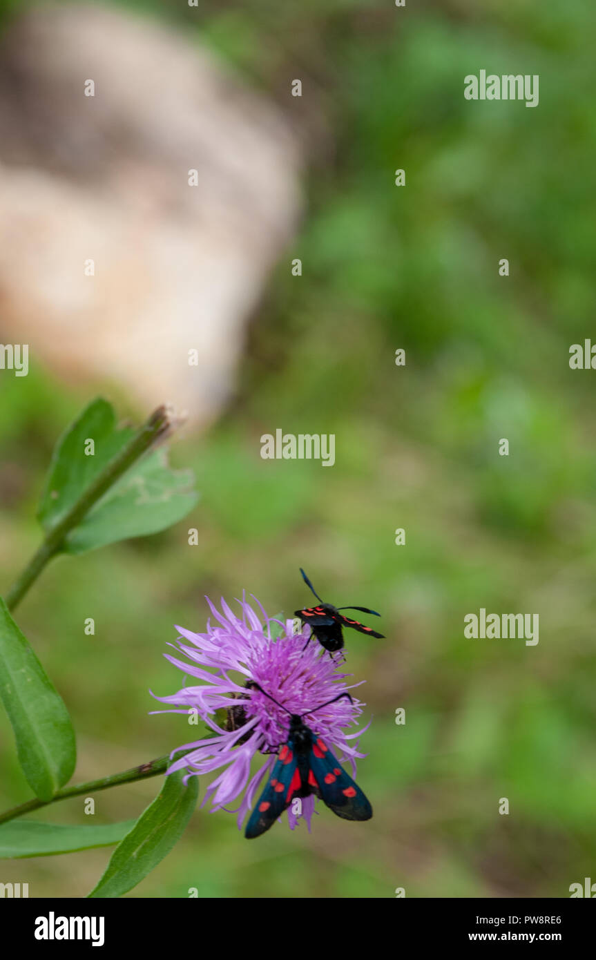 A Six-spot Burnet moth -Zygaena filipendulae- sitting on Knapweed ...