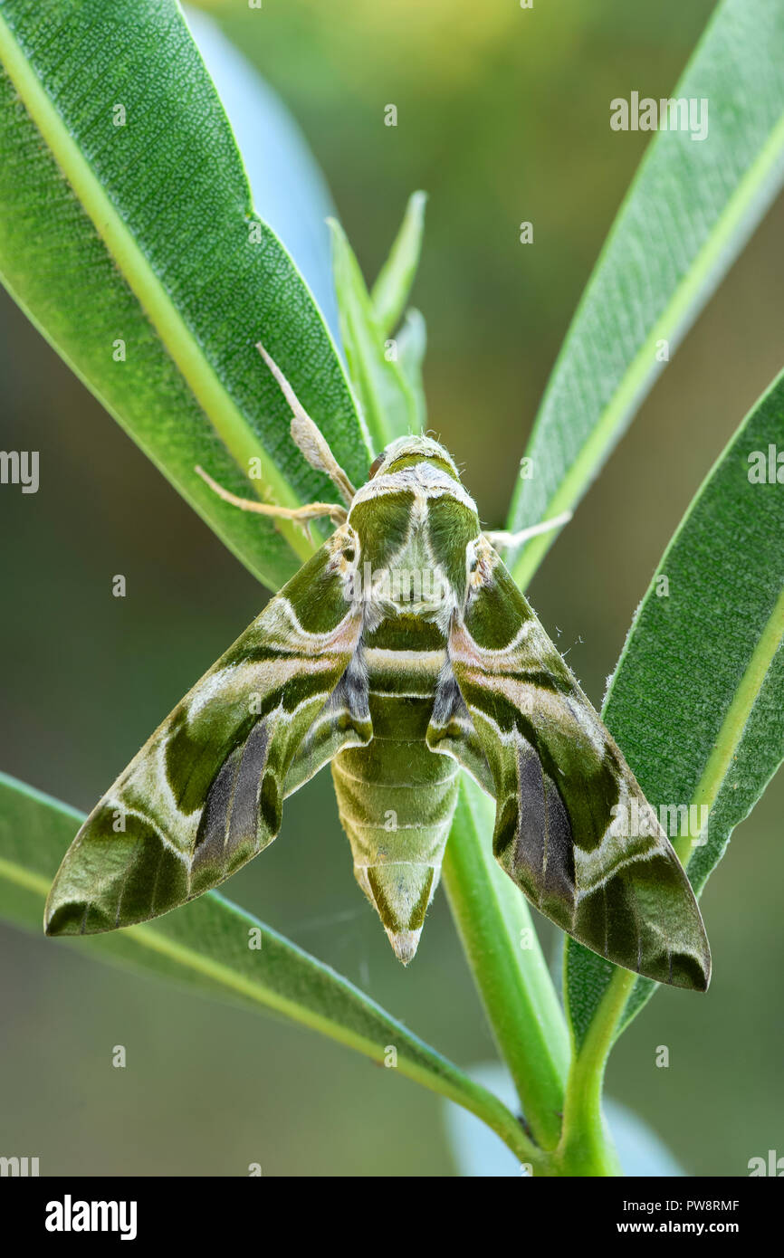 Oleander Hawk-moth - Daphnis nerii, beautiful colored moth from ...