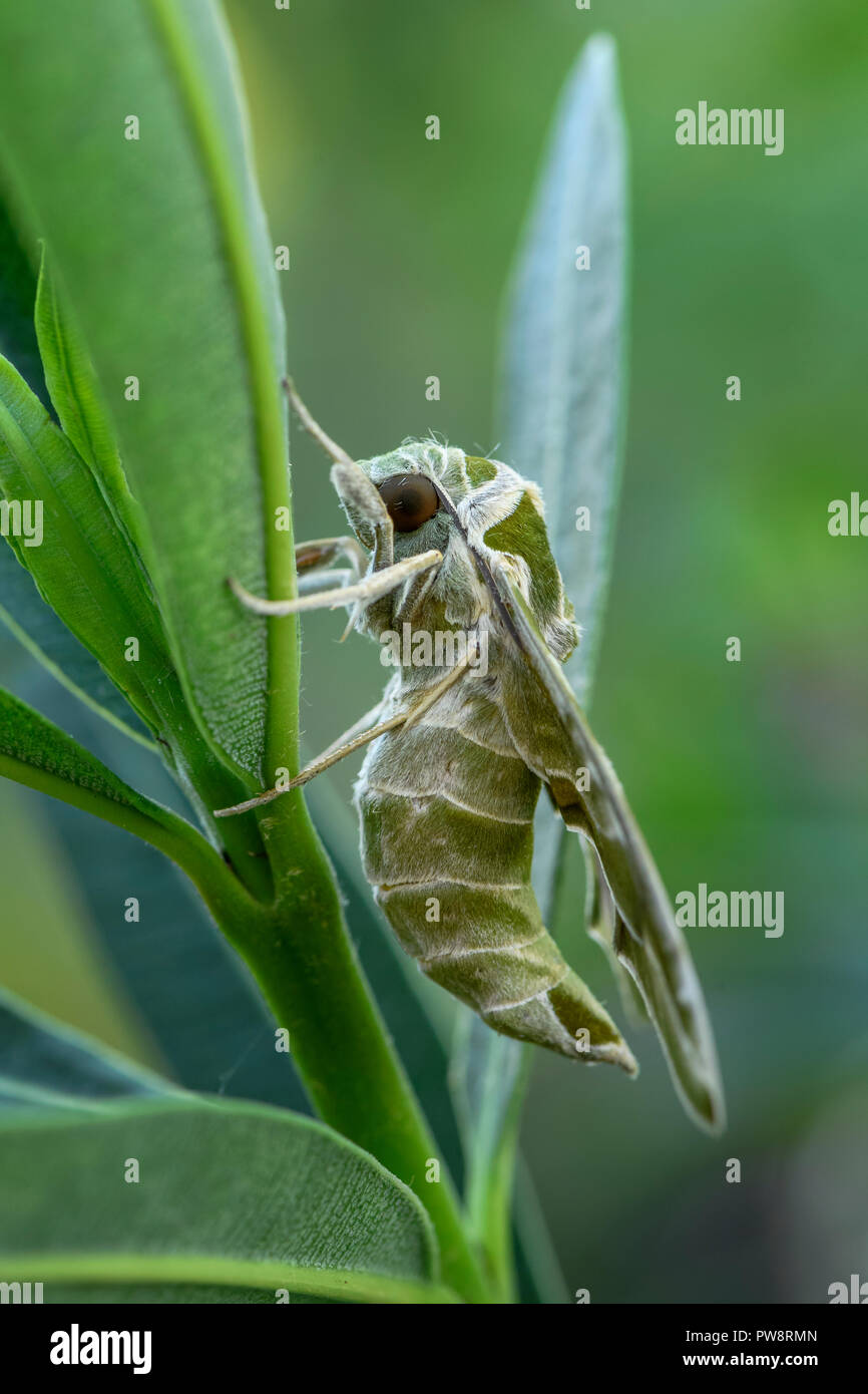 Oleander Hawk-moth - Daphnis nerii, beautiful colored moth from ...