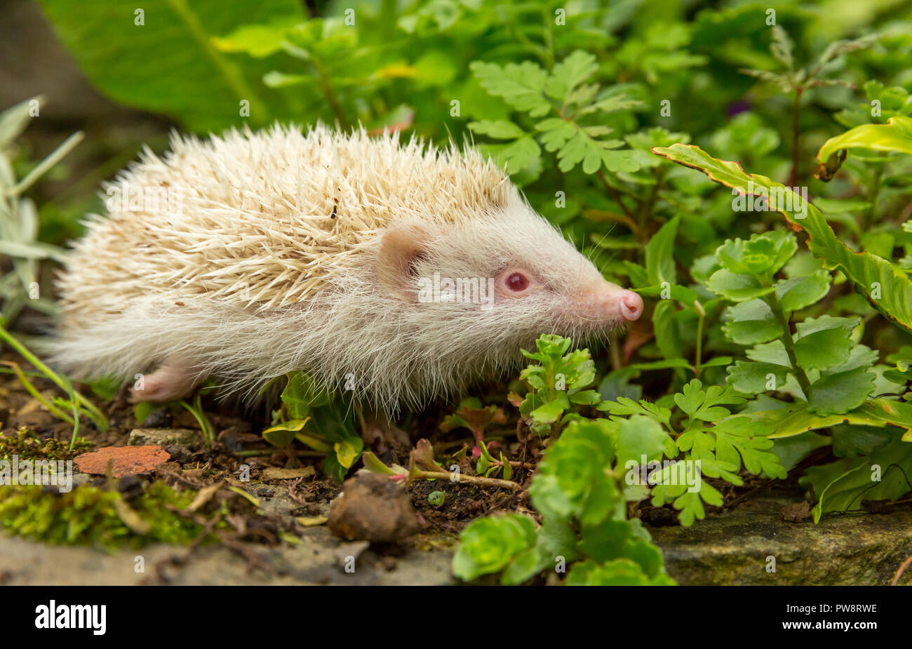 Rare white hedgehog hi-res stock photography and images - Alamy