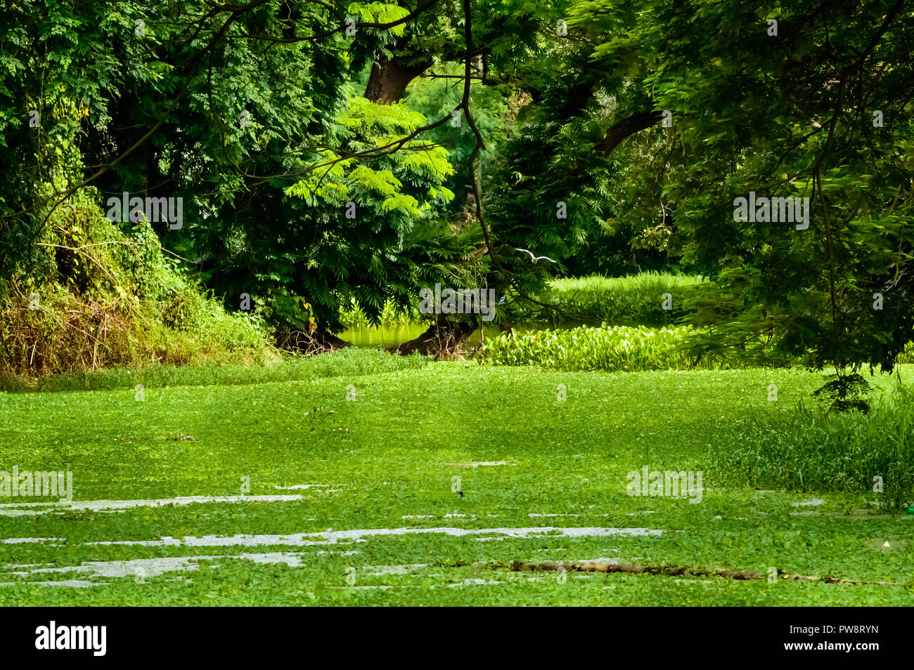 Formal Garden or lawn, landscape view: Front or back yard architecture ...