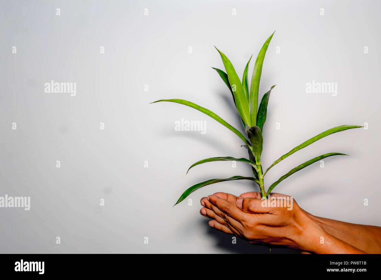 A man holding a beautiful and fresh growing green tree isolated on ...